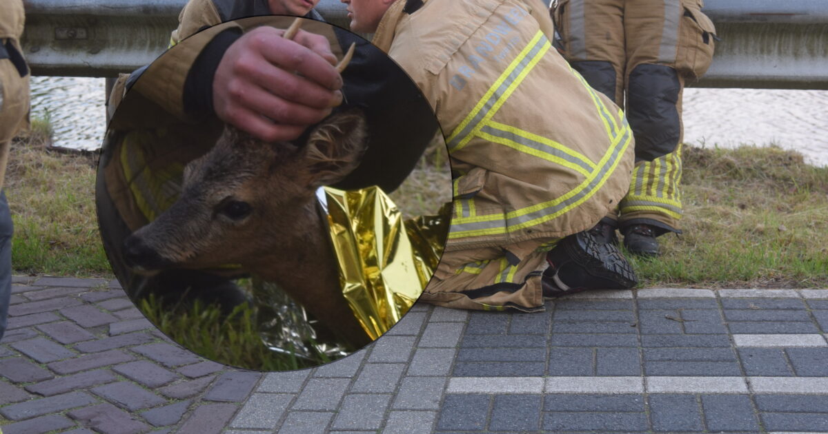 Hartverwarmend Brandweer Redt Jonge Ree Uit Kanaal Almelo De Haandrik 1twente