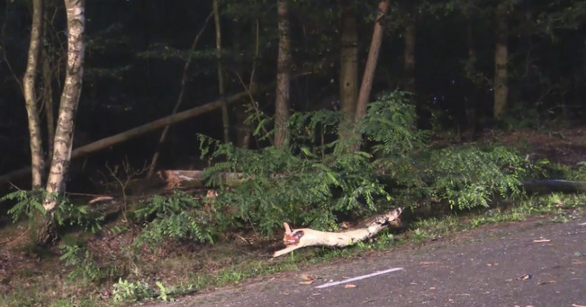 Risicobomen weggehaald na ernstig ongeluk 8-jarig meisje - 1Twente