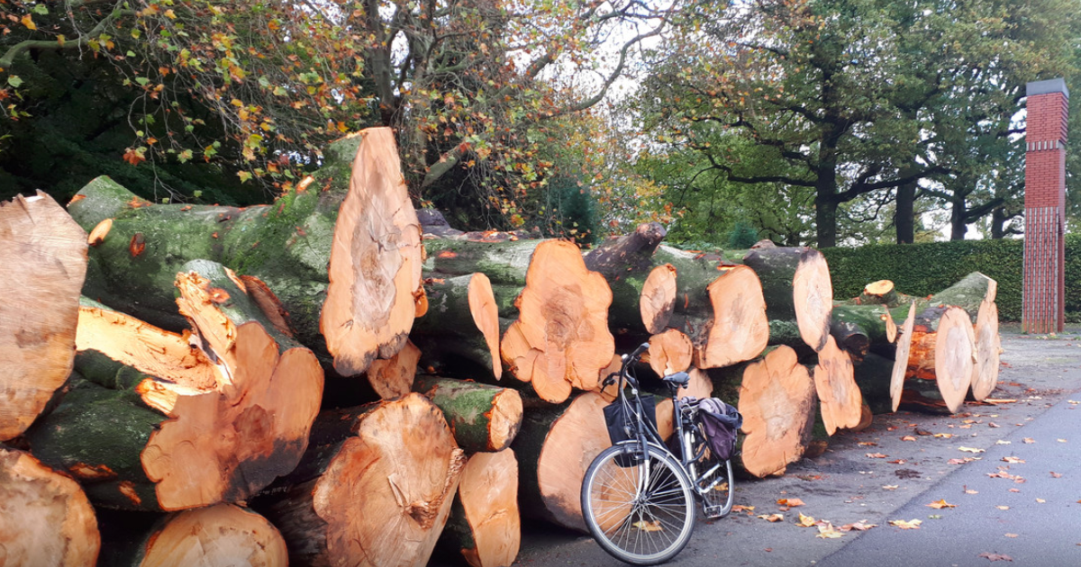 Oude, zieke joekels leggen het loodje in Van Heekpark - 1Twente