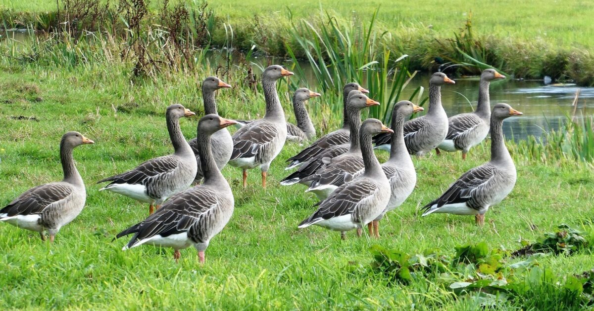Ganzenpopulatie West-Twente blijft maar groeien: zegen of regelrechte ...