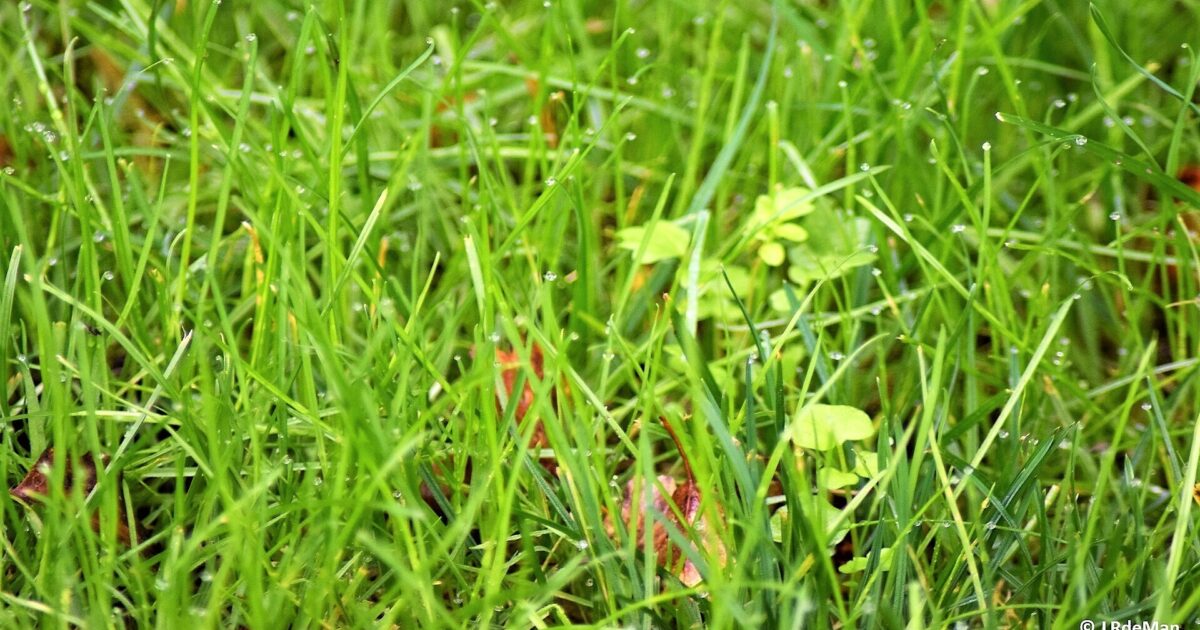 Gras en onkruid staat even hoog - 1Twente